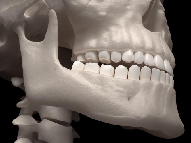 Osso mascellare - L'anatomia e le cure dal dentista